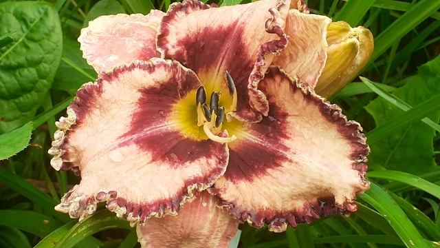 лилейник сеянец №313 (Vlasova' 2025)