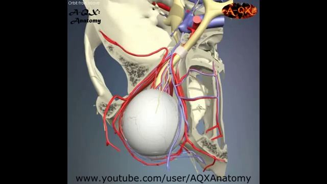 3D Анатомия человека - орбита глаза сверху.