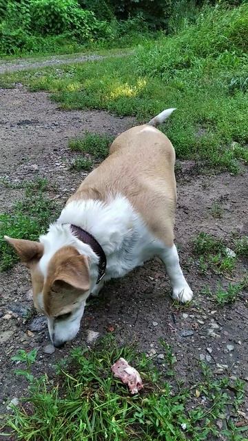 Самое ценное — не вкусняшки, а моменты, когда ты со мной. Гав-гав! 🐾