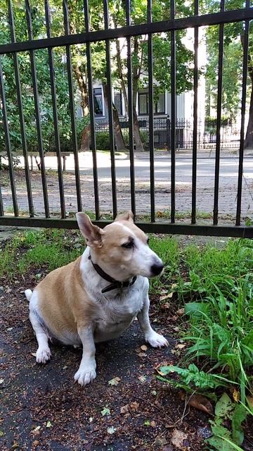 Если что-то не получается — просто взгляни на мир, как щенок: с любопытством и восторгом! 🐾