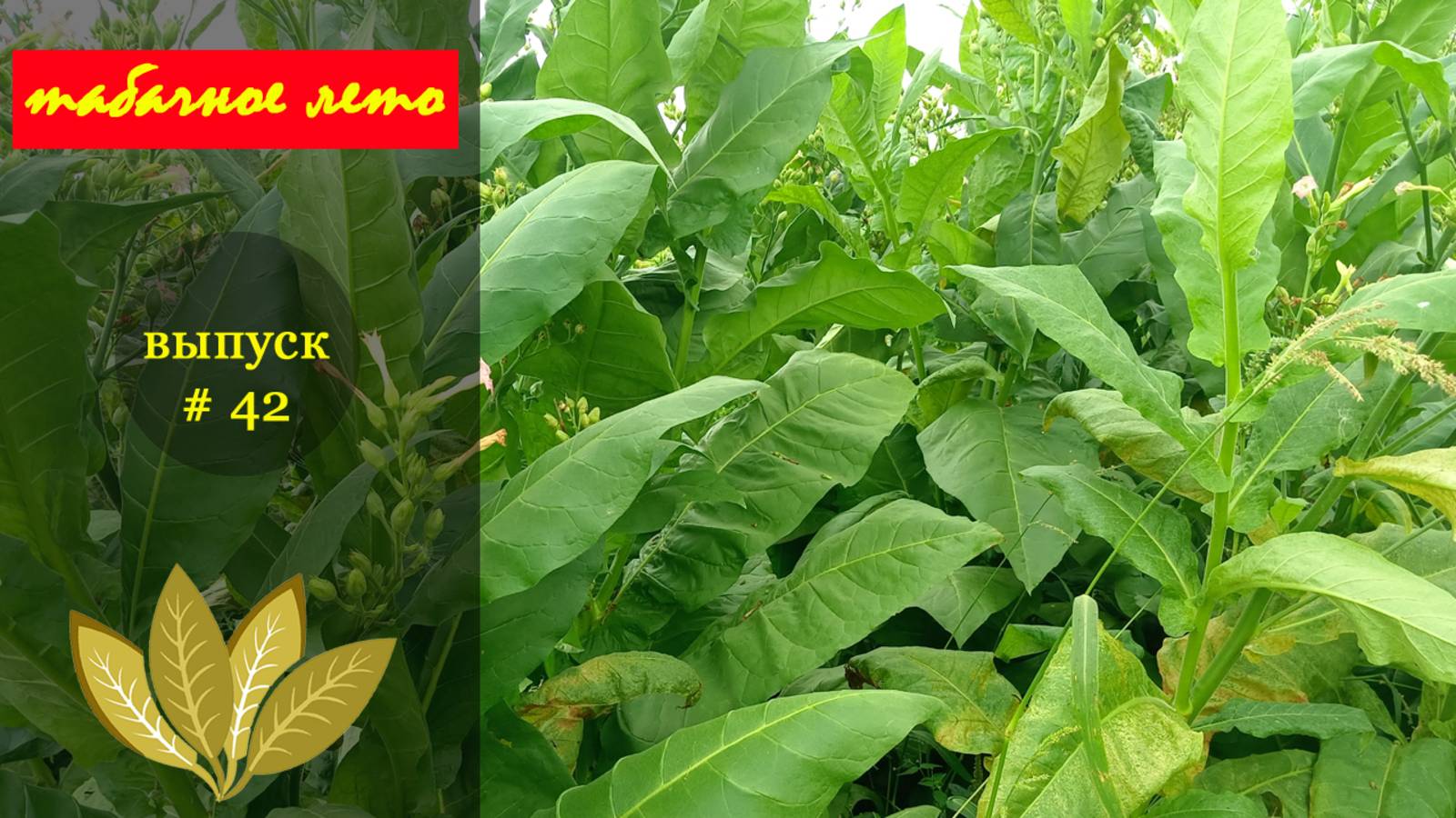 Выпуск #42 Сбор Литл Датч завершен. Сезон 2025 года. #табак