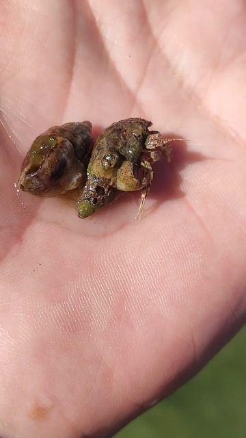 Поймали рак-отшельника