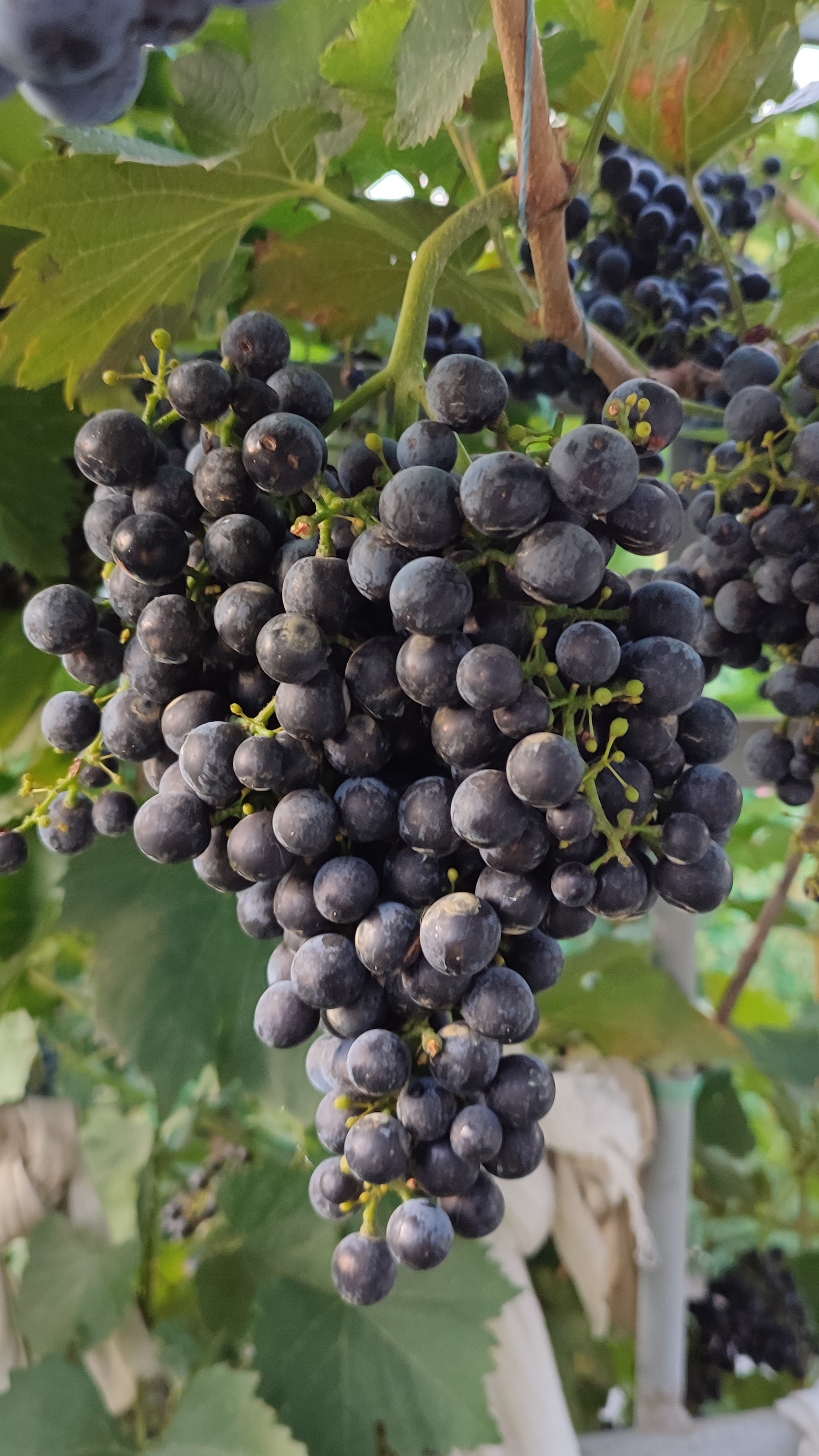 Технические сорта винограда: Монарх (вин), Йоханнитер и Платовский. 18.08.25