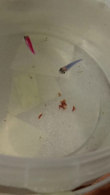 Рыбки тернеции