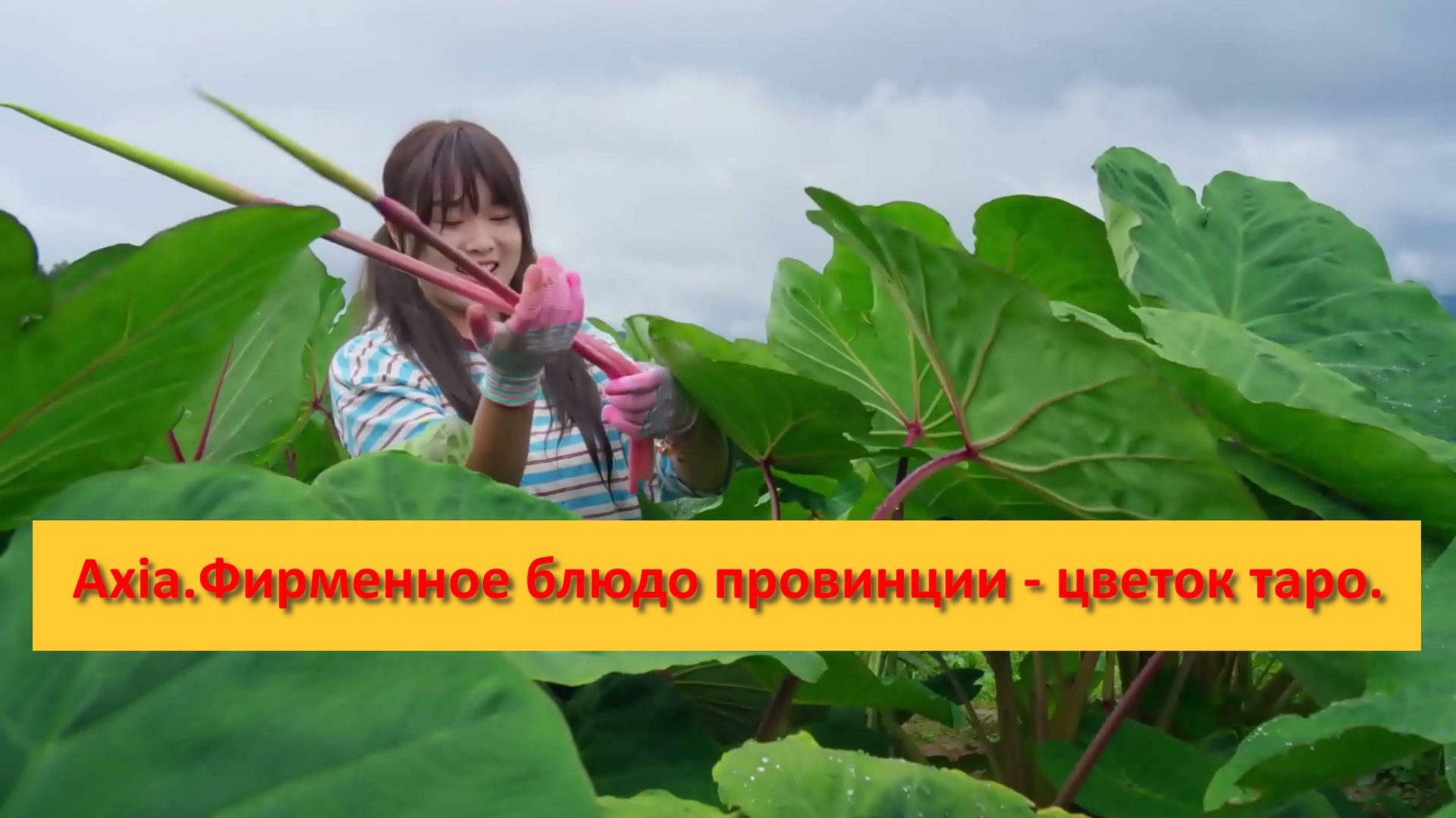 Axia из Юньнани, фирменное блюдо провинции - цветок таро.