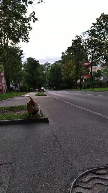 Беги, если хочешь бежать. Даже если никто не гонится. 🎓🐾