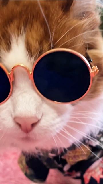 #asmr#асмр#кошачийасмр#котики#животныеяппи#животные#тренды#кот

брутальный бандит🤣💰