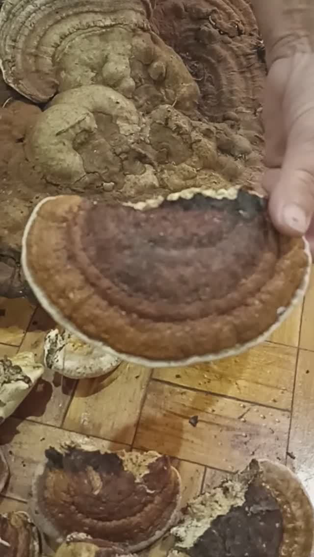 Грибы молодости: трутовики плоский и окаймлённый.