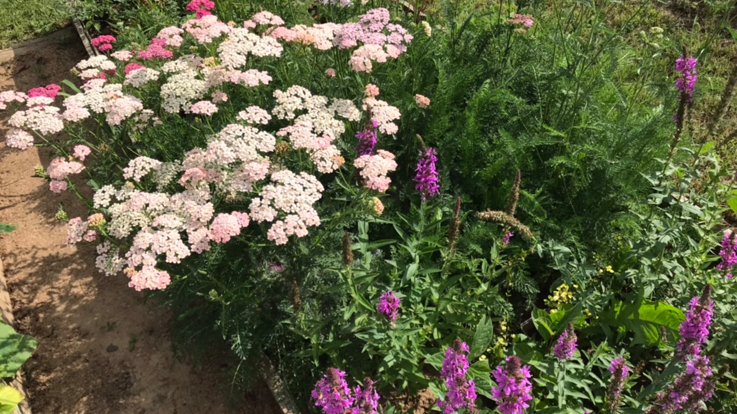 Начала переделку в цветнике миксбордере. 17. 08. 25г.