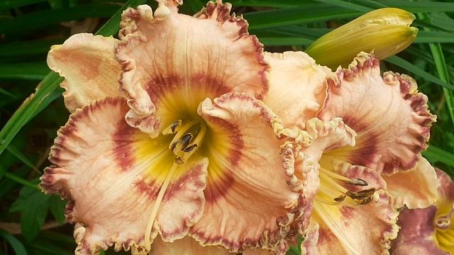 лилейник сеянец №389 (Vlasova' 2025)