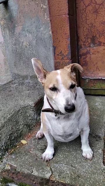 Самый честный комплимент – это когда тебя обнюхают с ног до головы и всё равно рады видеть.😉 🐾