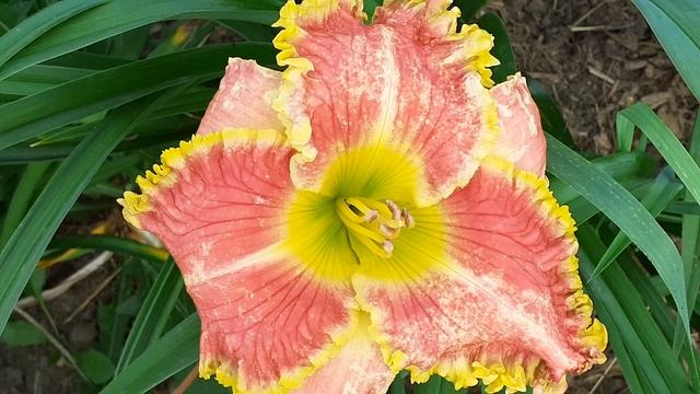 лилейник АНХЕЛЬ (Ворошилова' 2020)