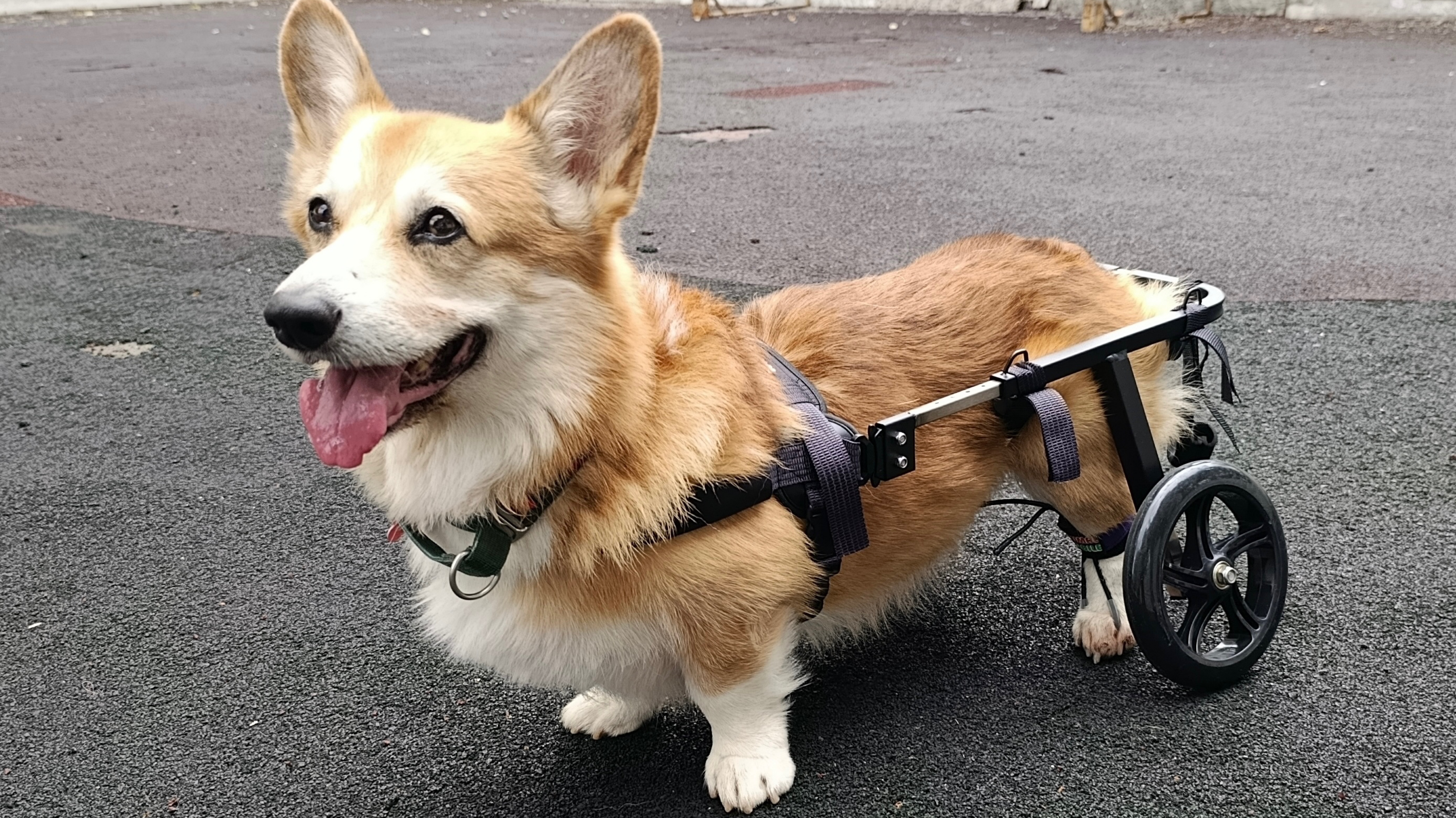 Коляска-тренажер для корги.