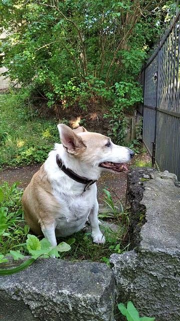 Главное — не порода, а то, сколько добра в твоём сердце. 😊🐕