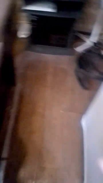 КОШКИ ЕДЯТ ПЕКИНСКУЮ КАПУСТУ