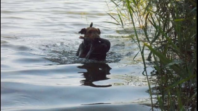 Лучшие друзья-охотники-VIII-2025