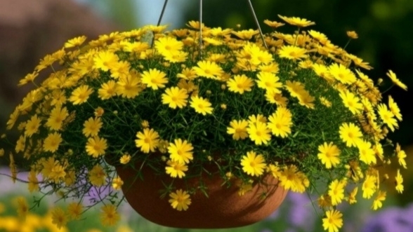 Тимофилла "Золотое руно" в августе.