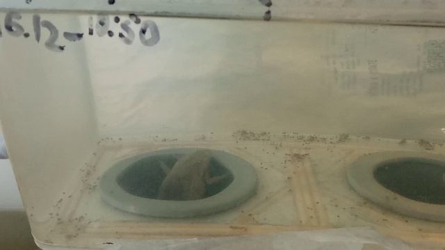 Африканская карликовая лягушка.