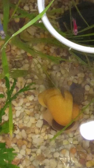 Улитка ампуллярия.