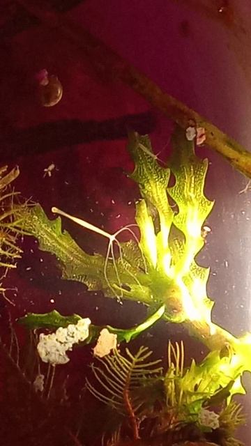 Кишечнополостная гидра.