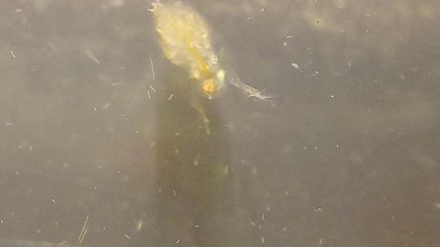 Водяная блоха.