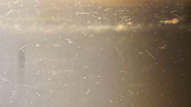 Маленькие сиды.