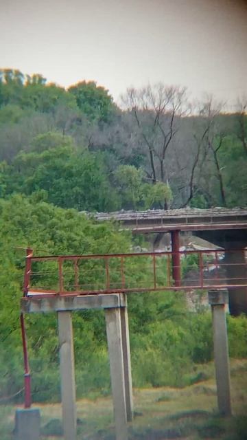 Сороки на отдыхе.