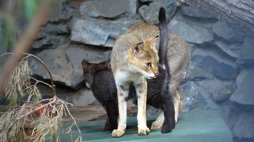 Камышовая кошка с котенком и их черный папа.