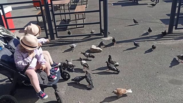 Близнецы кормят голубей