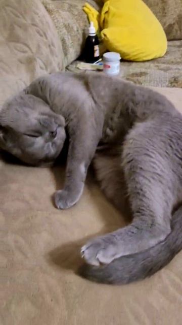 "Шотландцы" обожают сидеть в позе Будды. Наш Дарс не исключение