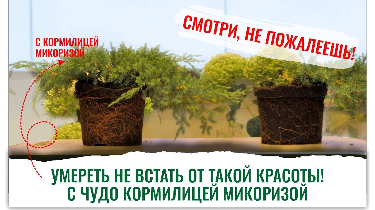 В 2-10 раз проигрывают импортные препараты на декоре нашей гранулированной Кормилице Микоризе