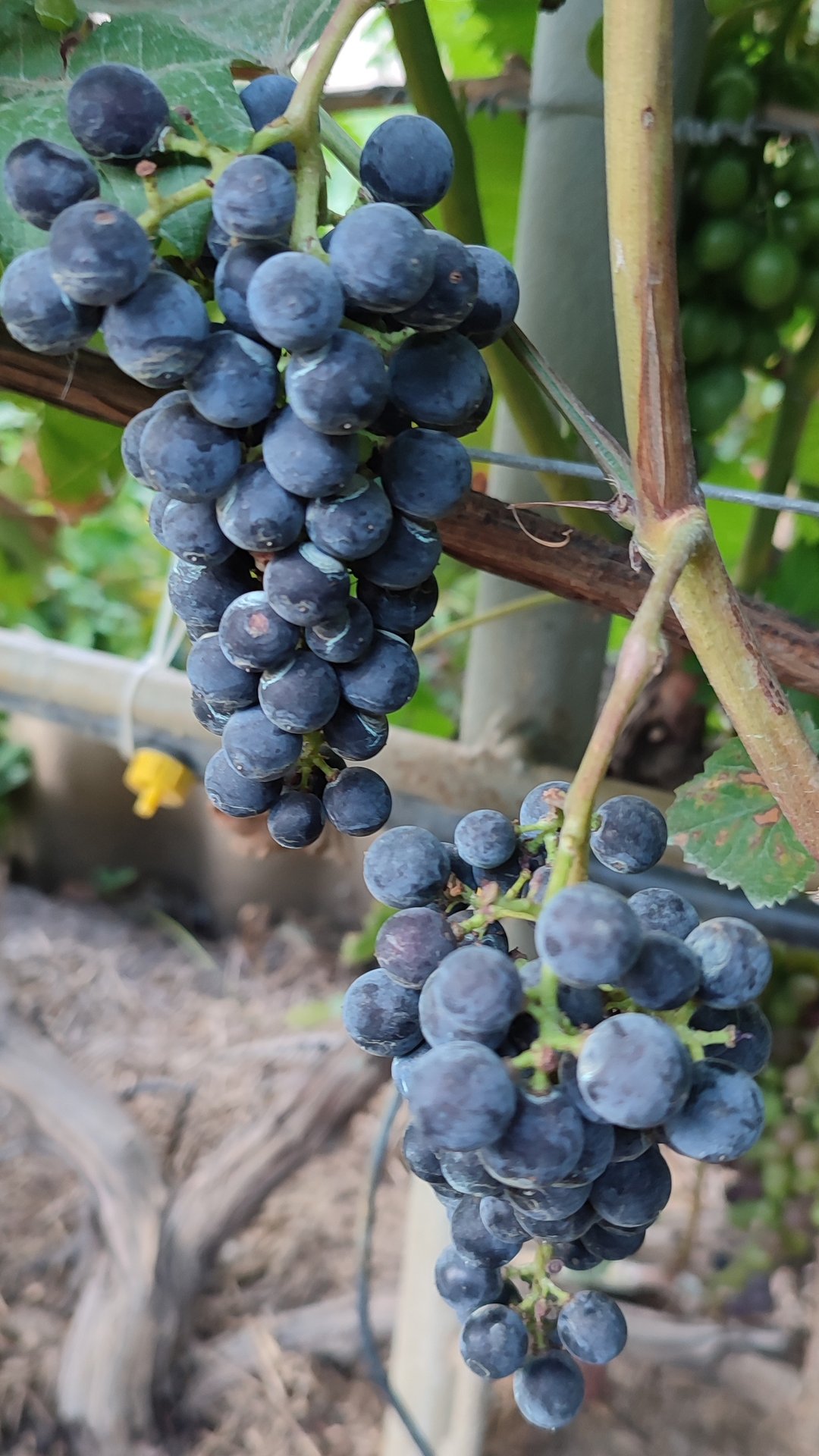 Технические сорта винограда: Альминский, Ливадийский чёрный и Маркетт. 18.08.25