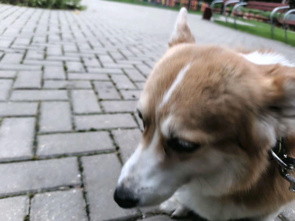 Кисина трансляции после нейротрансляции