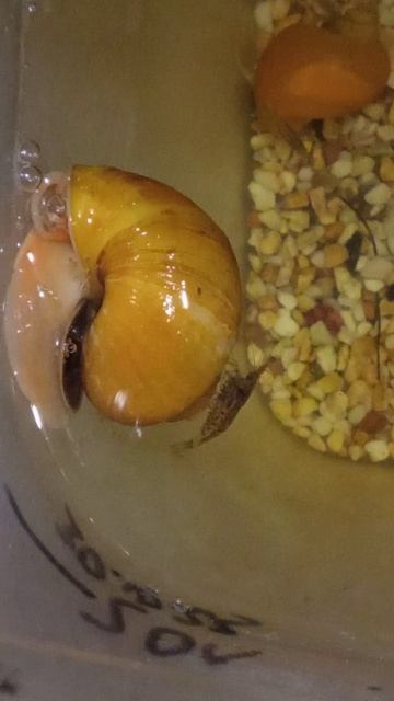 Улитка ампулярия.