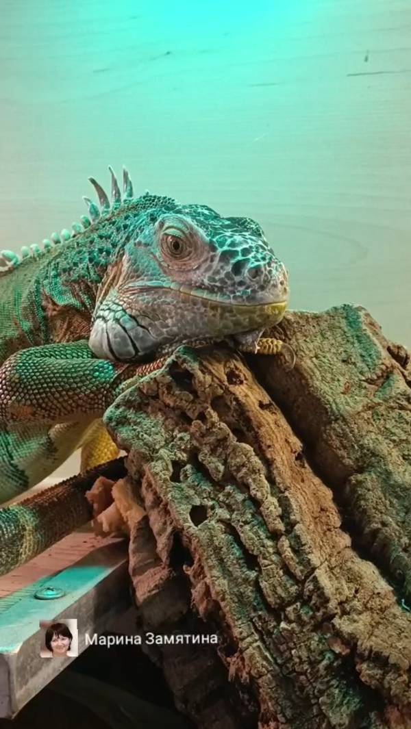 Пресмыкающиеся.