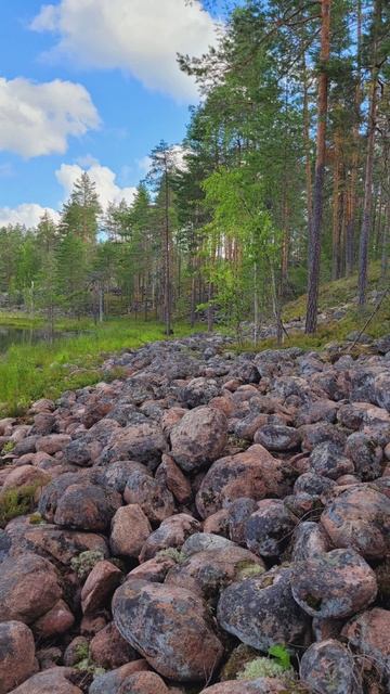 Карелия 2023. Уксинская озовая гряда. Август 2023г (Часть 1)