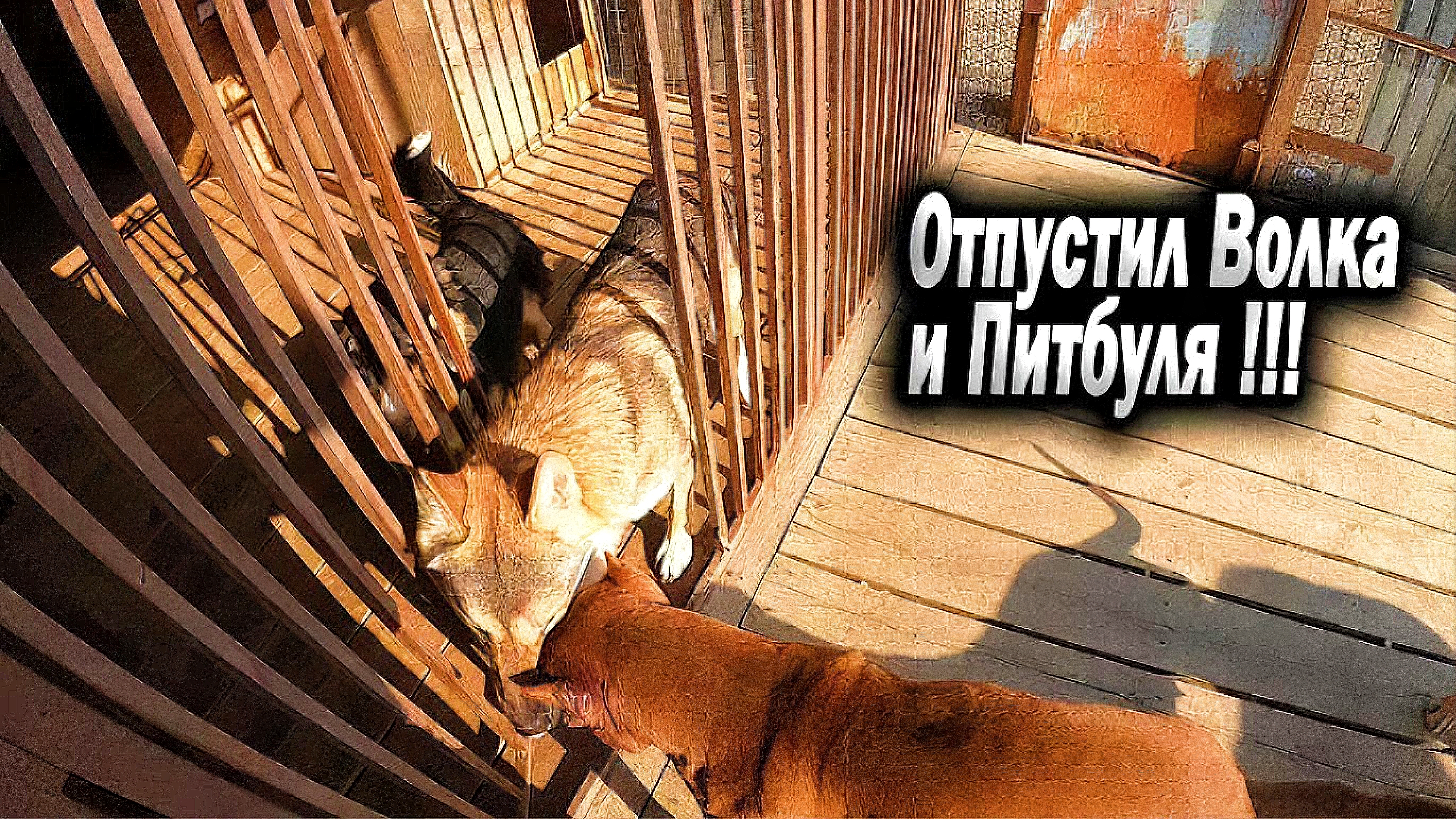 Жесть !!! Отпустил Волка и Питбуля вместе !!! Дуся и Дина, 4 года назад !!! Стройка века