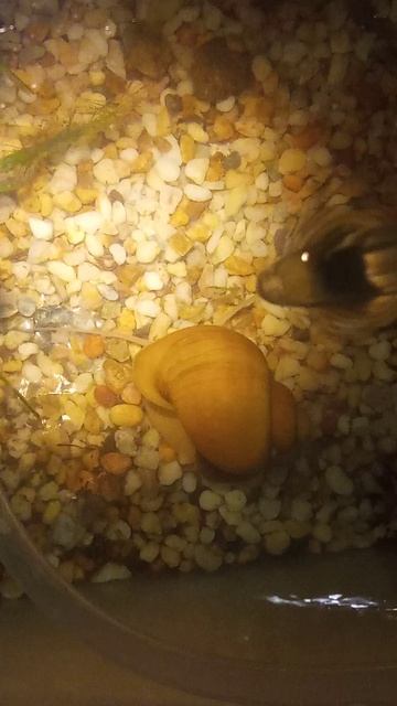 Улитка ампуллярия.