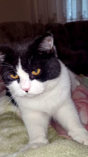 Наш Максик - мастер успокаивающего массажа