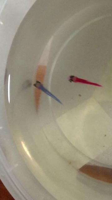 Рыбки тернеции.