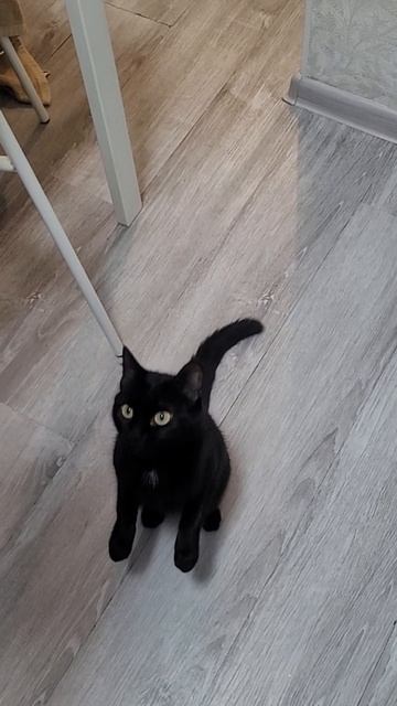 Кошка выполняет команды #cat #cats #кошка #Коты