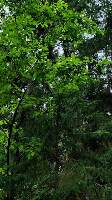 Как быть, если не хватает времени? Найти баланс #shorts #shulz #gravel #мем #приколы #смех