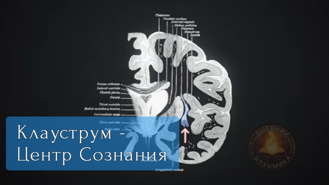 ИЗВЕСТНЫЙ НЕЙРОБИОЛОГ О КЛАУСТРУМЕ / ЦЕНТР СОЗНАНИЯ