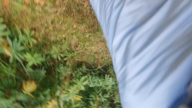 СНТ Вит VID_20250817_141426