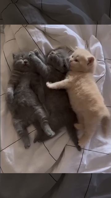 Кошачьи обнимашки