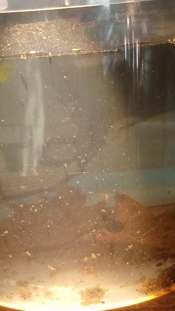 Дафния скачет как блоха.