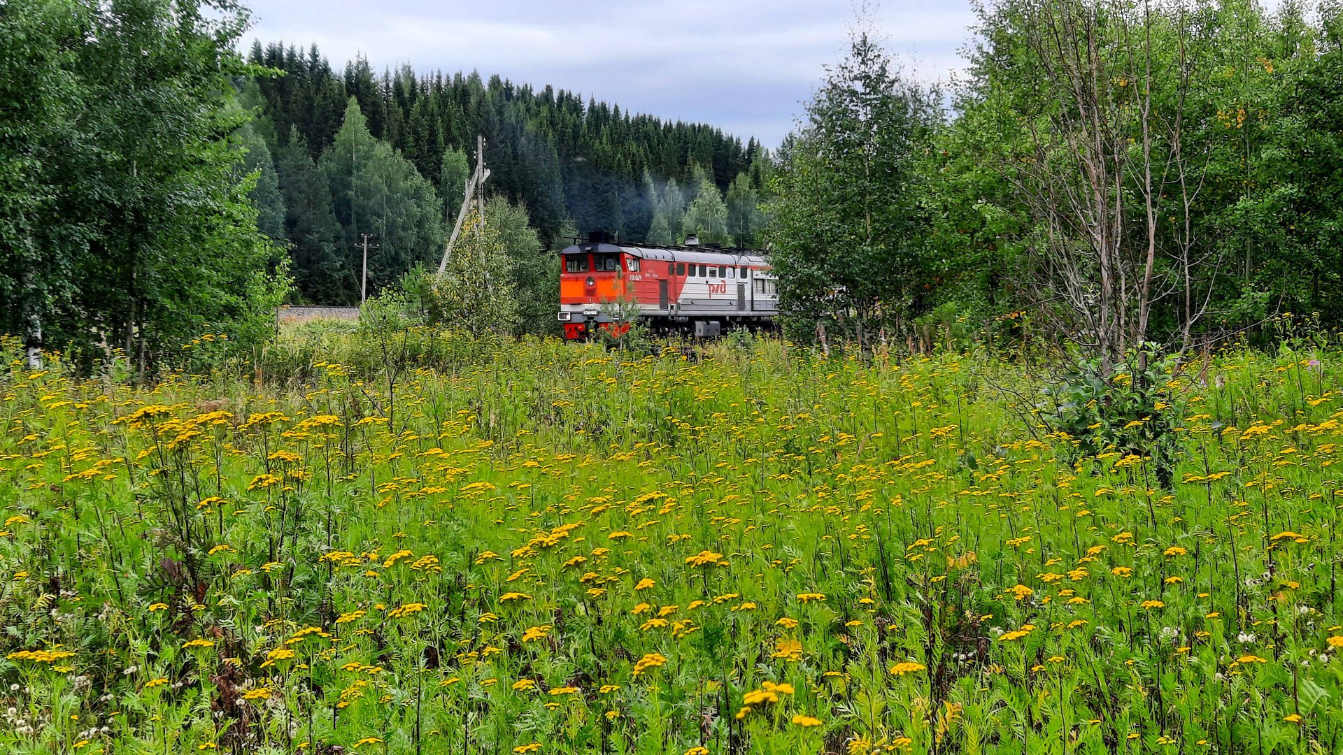 Локомотив, природа и мошкара. Сосногорск.