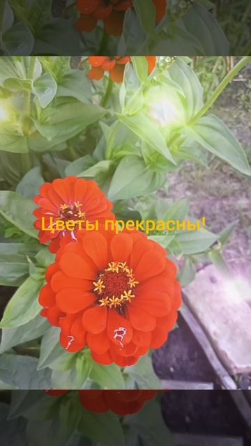 Цветочные мотивы  песня в исполнении Юрия Антонова