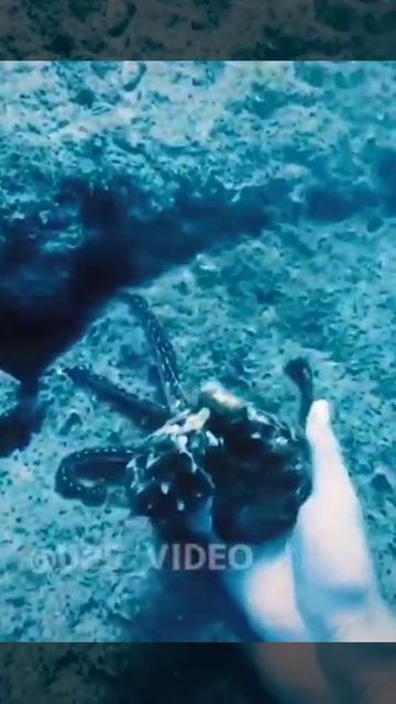 У аквалангистов свои питомцы