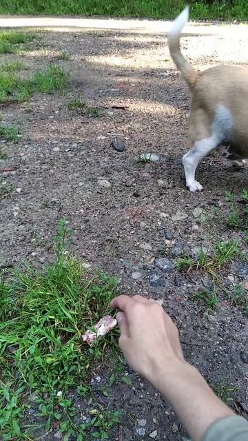 Твой голос – самая прекрасная музыка для моих ушей. Гав-гав! 🐾